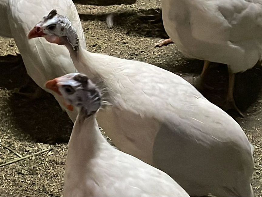 Цесарка белая