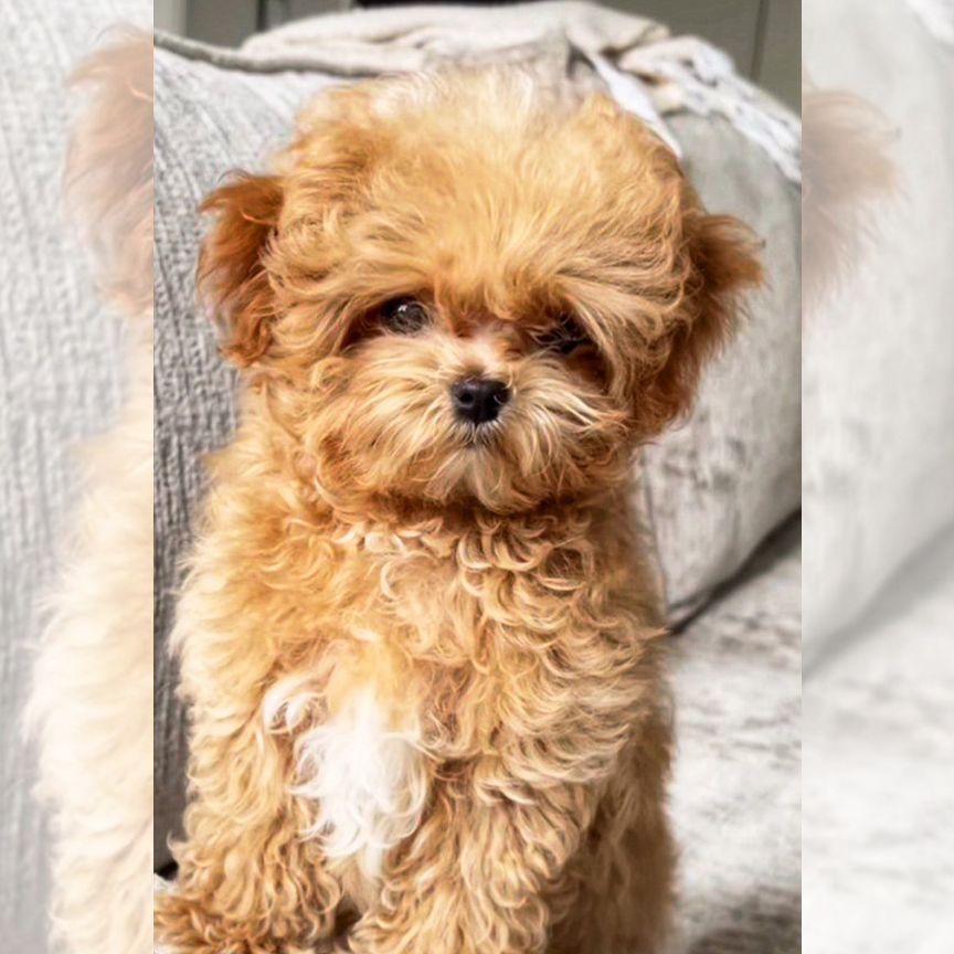 Мальтипу, щенок