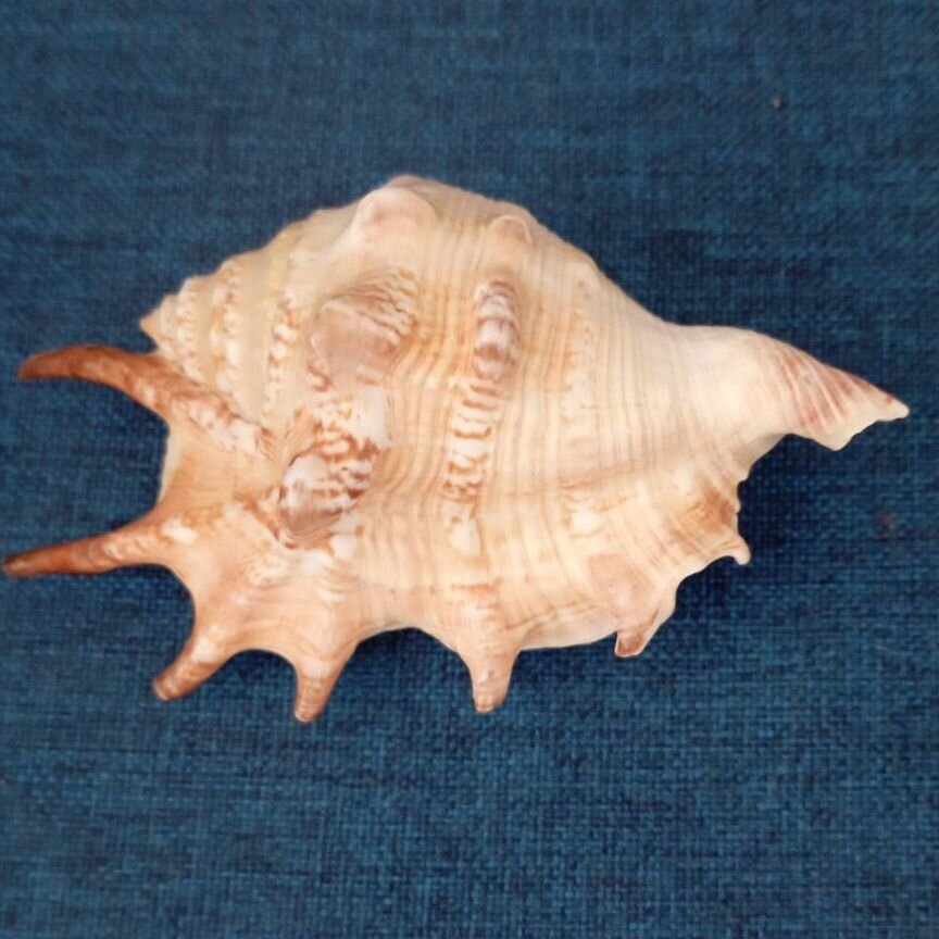 Ракушки морские