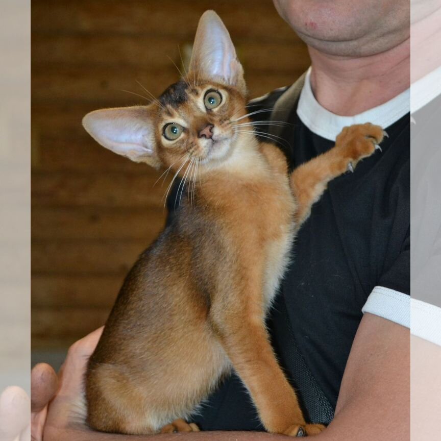 Абиссинский котёнок