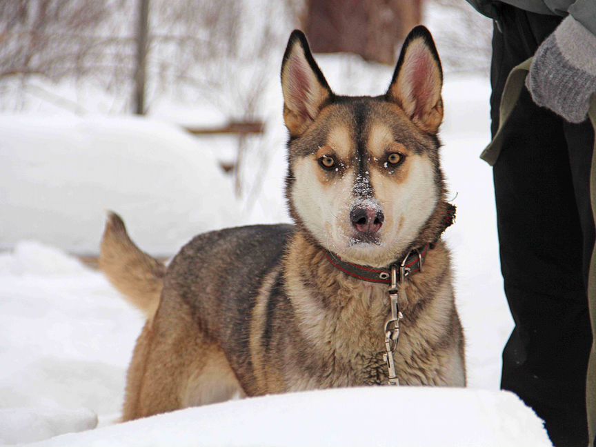 Шикарная собака Дейзи