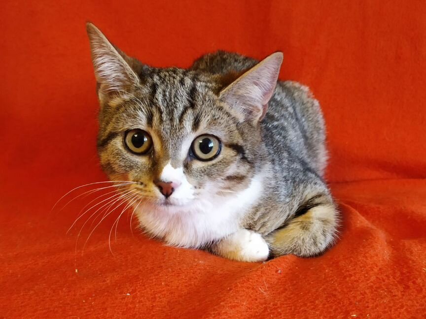Котёнок в хорошие руки