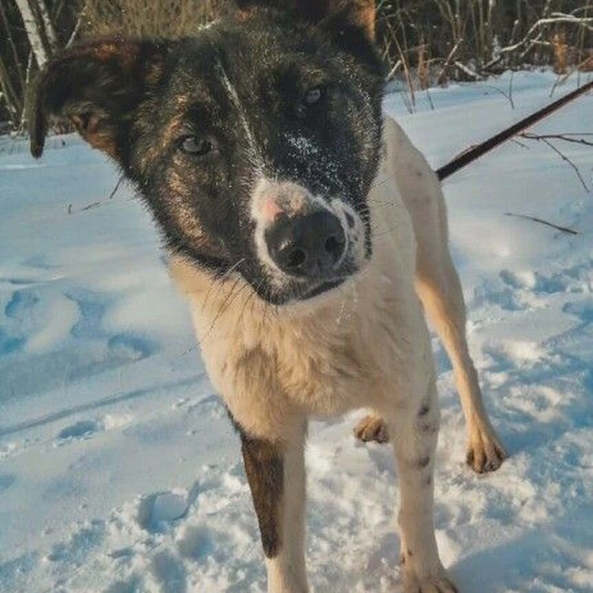 Аристократ среди собак и ему плохо в приюте