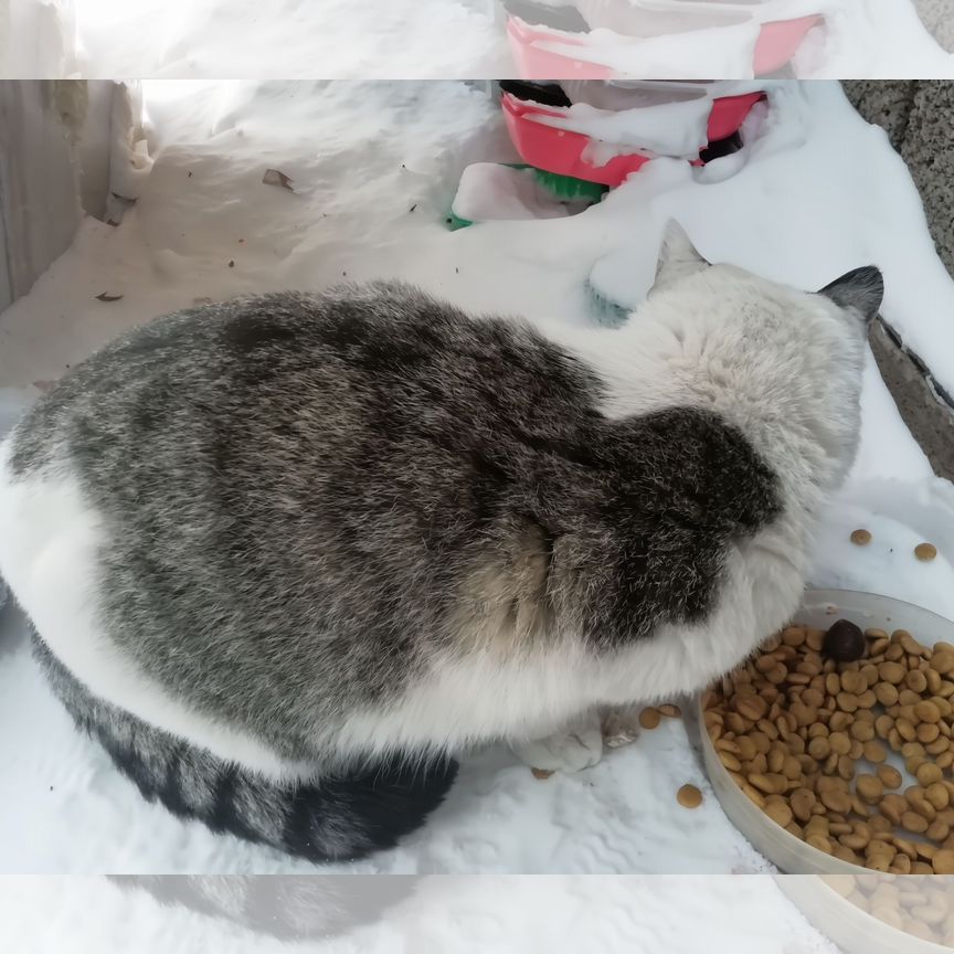 Взрослый кот в добрые руки