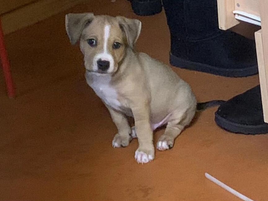 Щенки стаффорда