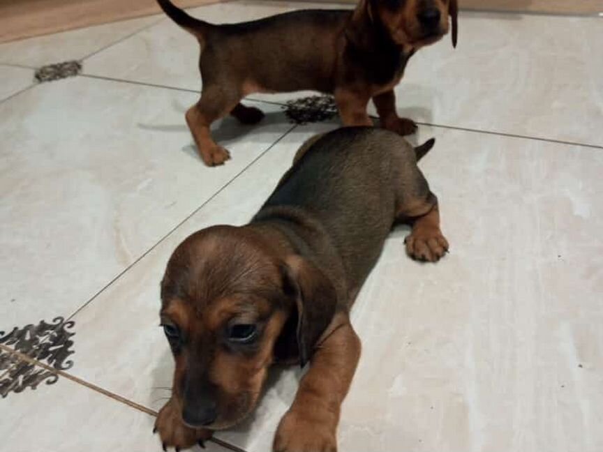 Такса кутята