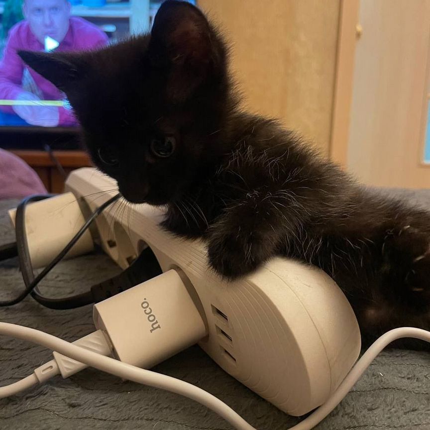 Котёнок в добрые руки