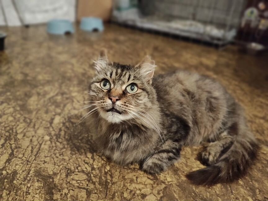 Красивая кошечка ищет семью