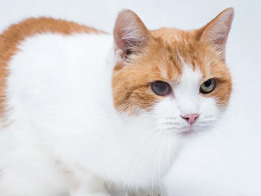 Особенный котик Нильс