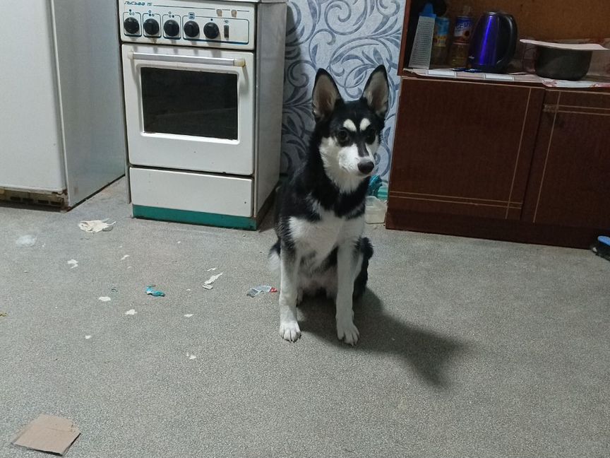 Отдам в добрые руки хаски девочка