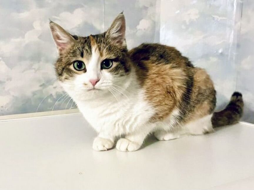 Девочка-подросток ищет дом