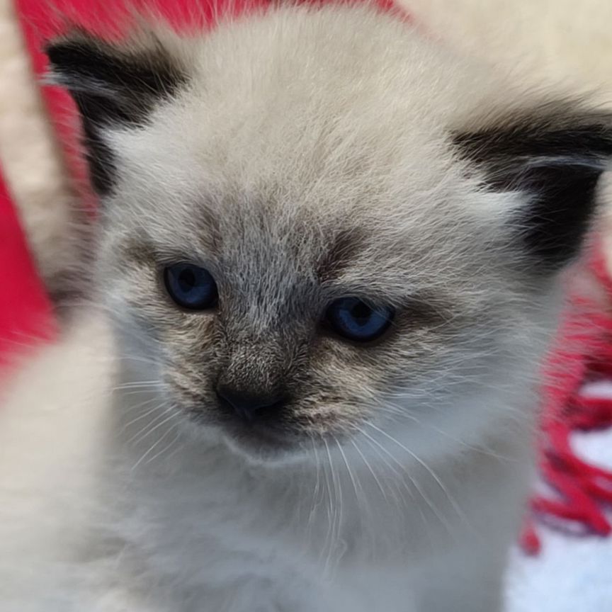 Тайский котёнок