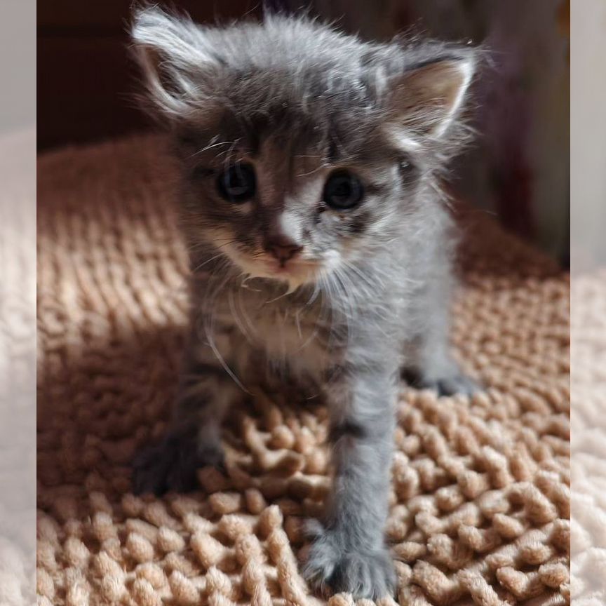 Котёнок в добрые руки