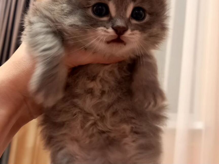 Котята 1 месяц