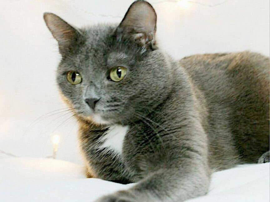 Кошка Миранда ищет нового хозяина