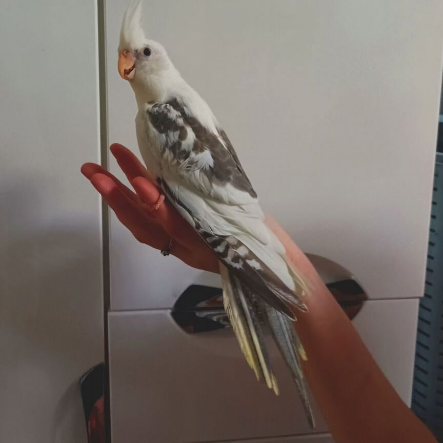 Попугай кореллы безщекие малыши