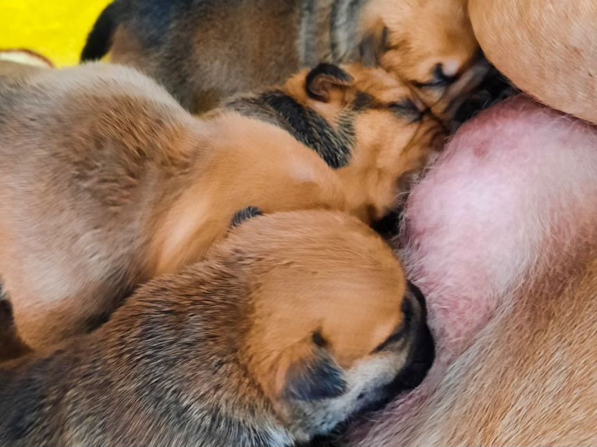 Щеночки Ка Де Бо