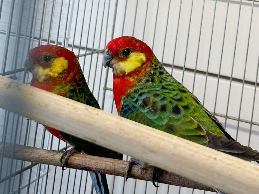 Розелла Стендли