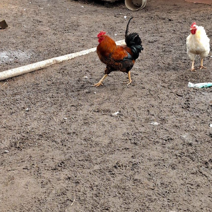 Петух Виандот и Барковские