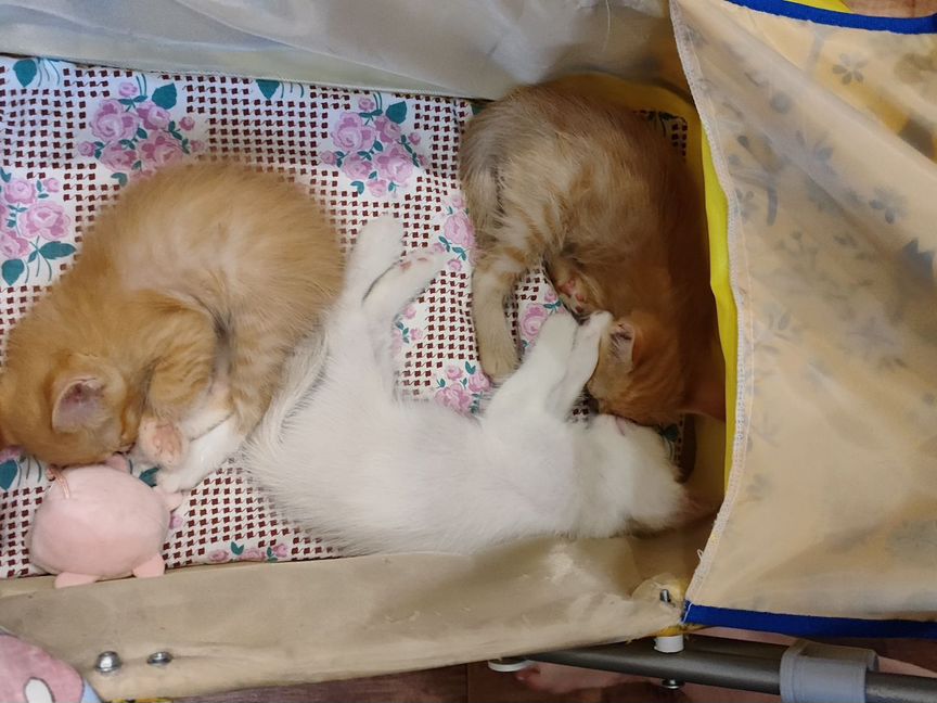 Котята в добрые руки