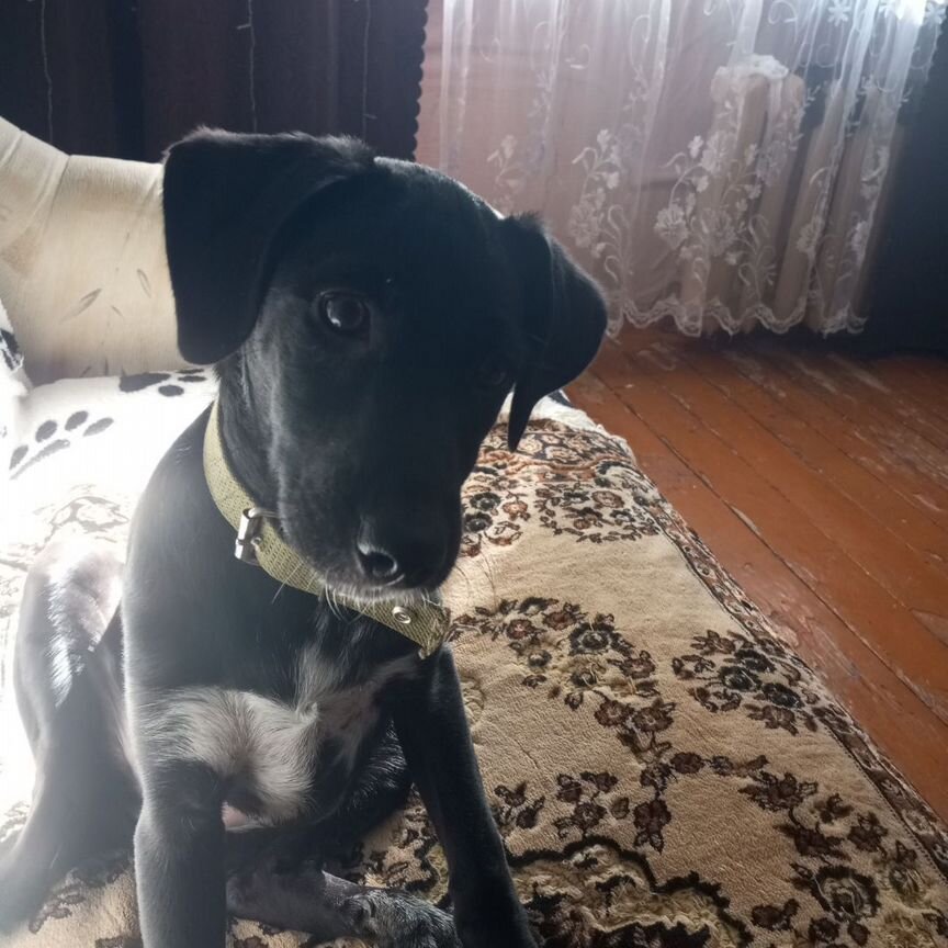 Собака в добрые руки отдам бесплатно