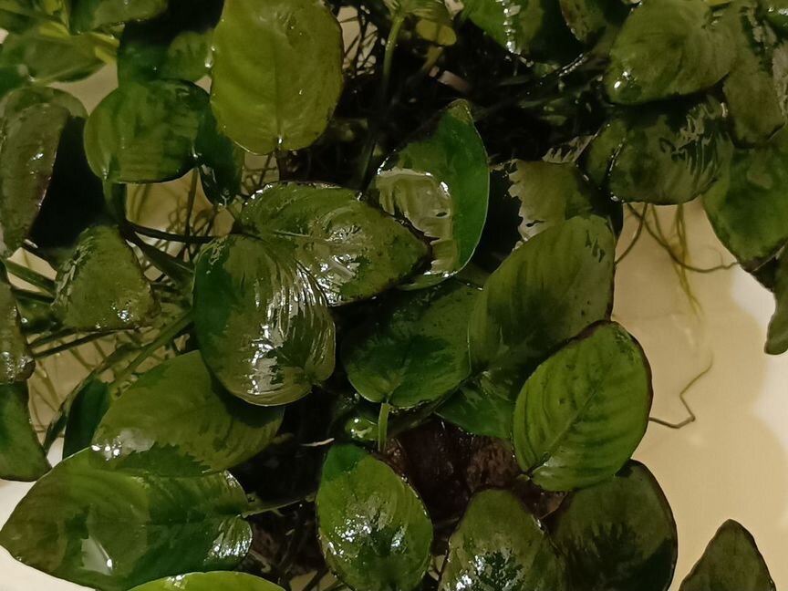 Анубиас бартера