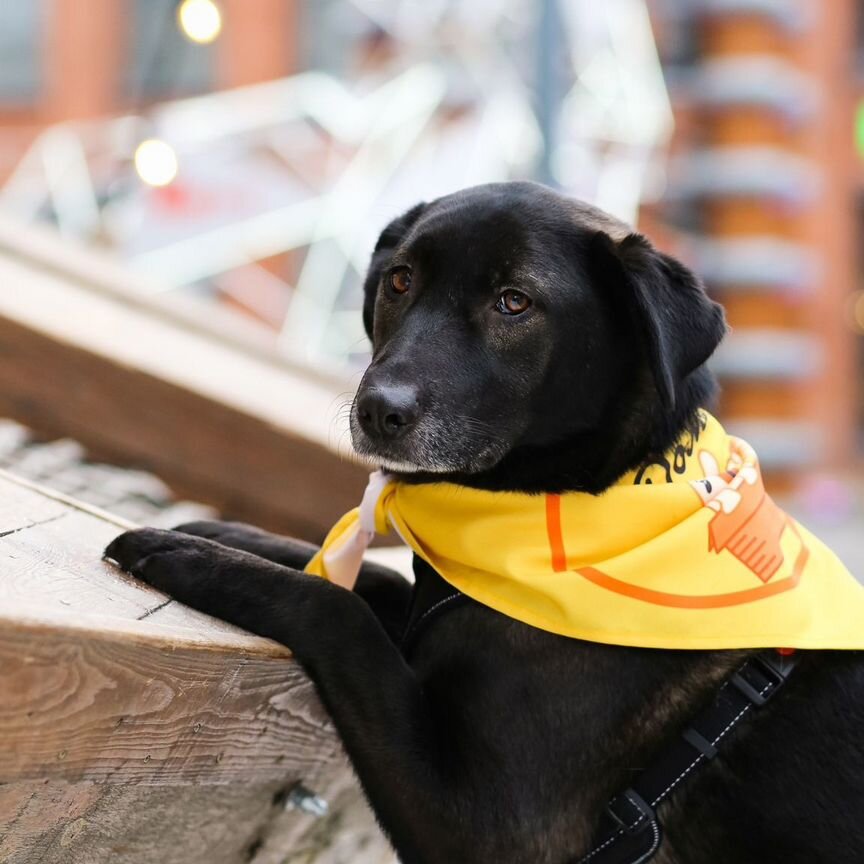 Дженни ищет дом