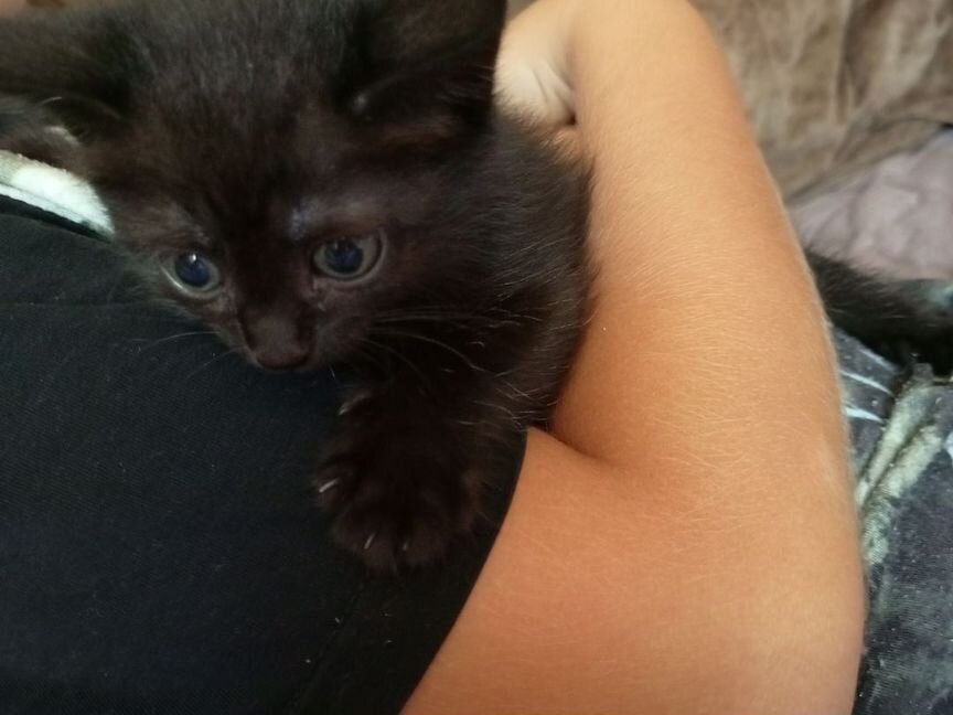 Кошки в добрые руки котята