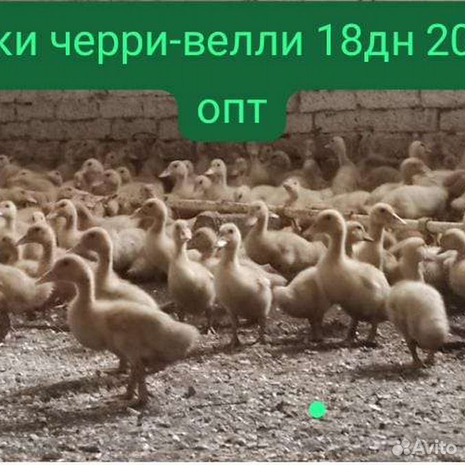 Утки бройлерные,ст 5,чирри