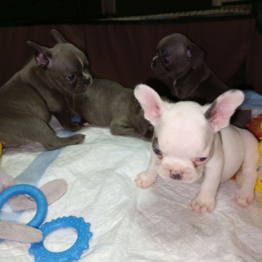 Французские Бульдожки