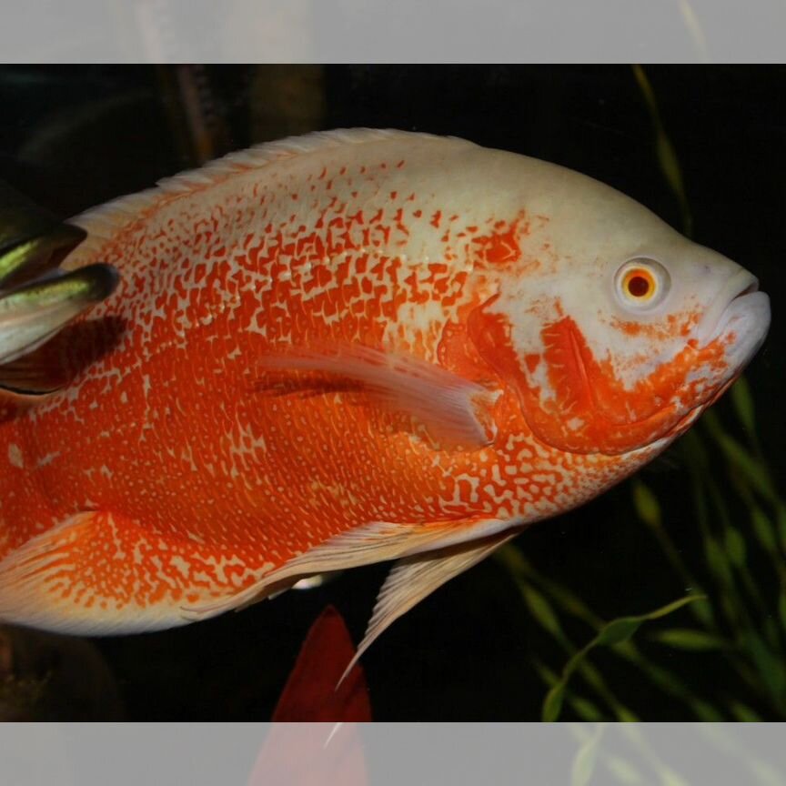 Астронотус красный альбинос - Astronotus ocellatus