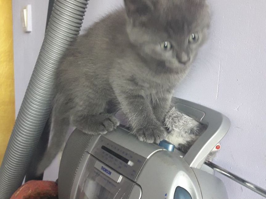 Отдам бесплатно в добрые руки,котят