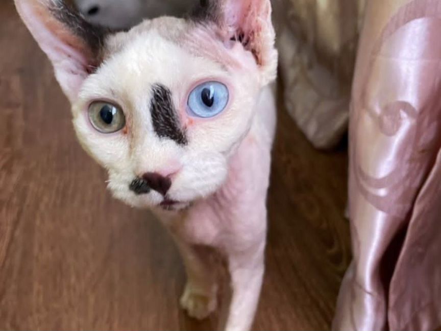 Эльф кошечка Сфинкс