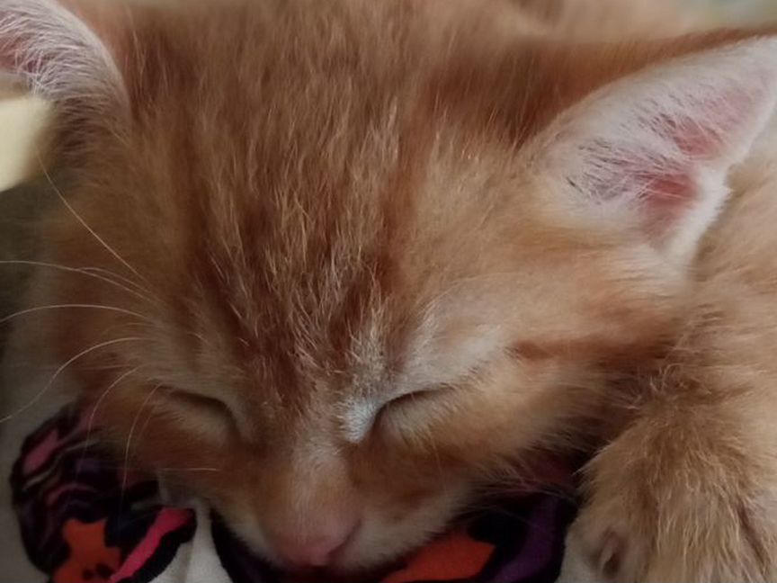 Рыжий котенок, мальчик