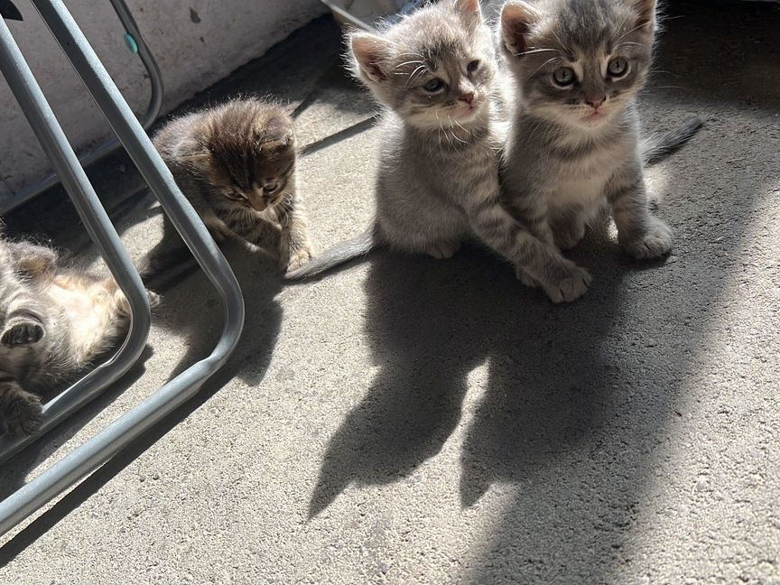 Котята в добрые руки