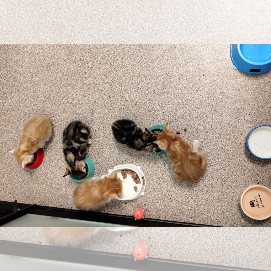 Курильский бобтейл короткошёрстный котёнок