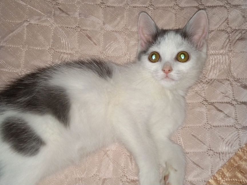 Отдам милую малышку в добрые руки