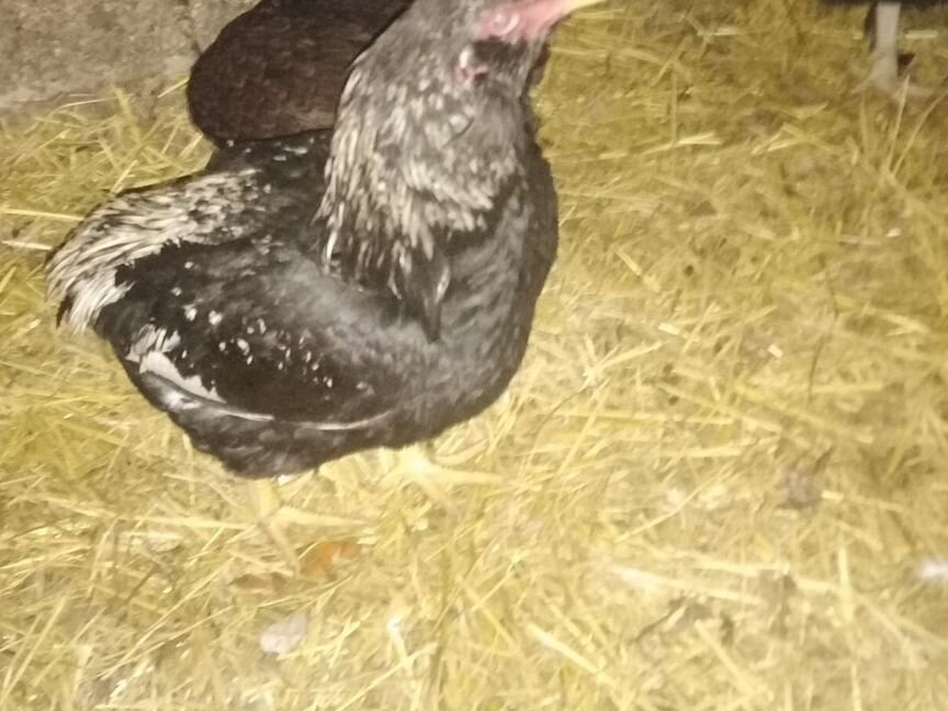 Петух породы араукан