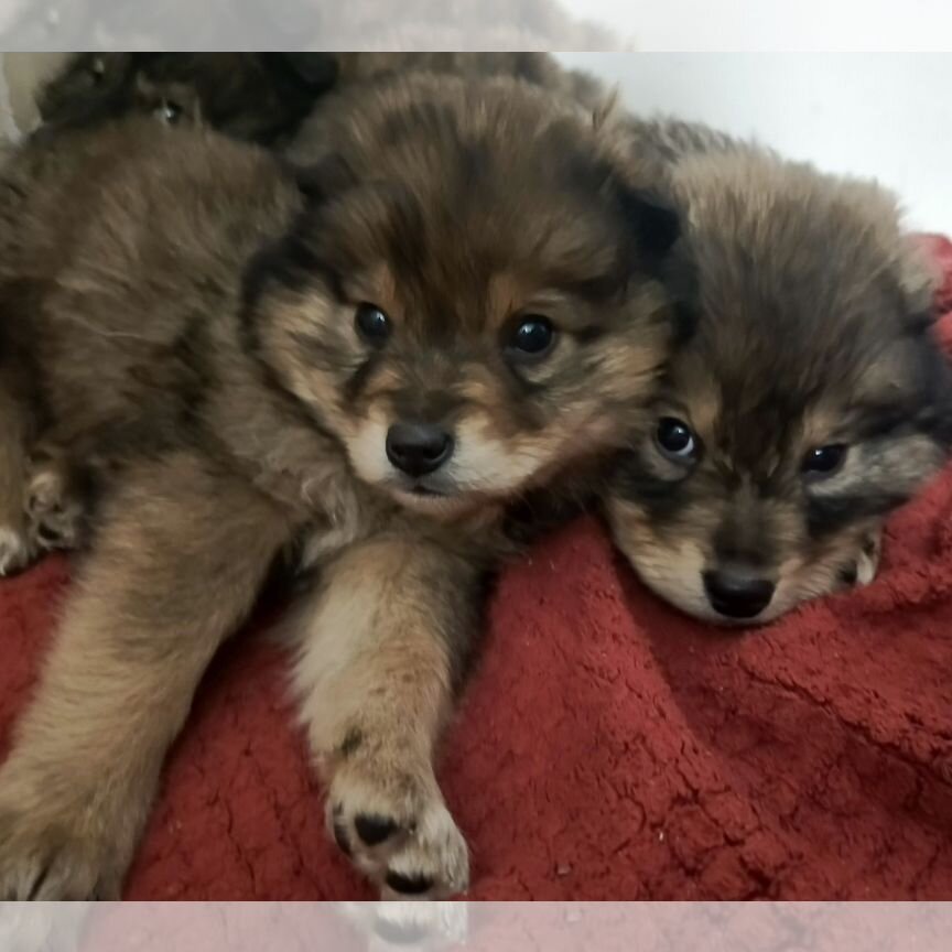 Щенок в добрые руки