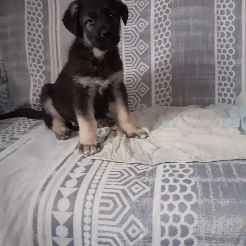 Восточники