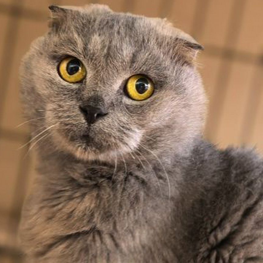 Шотландский вислоухий короткошёрстный котёнок