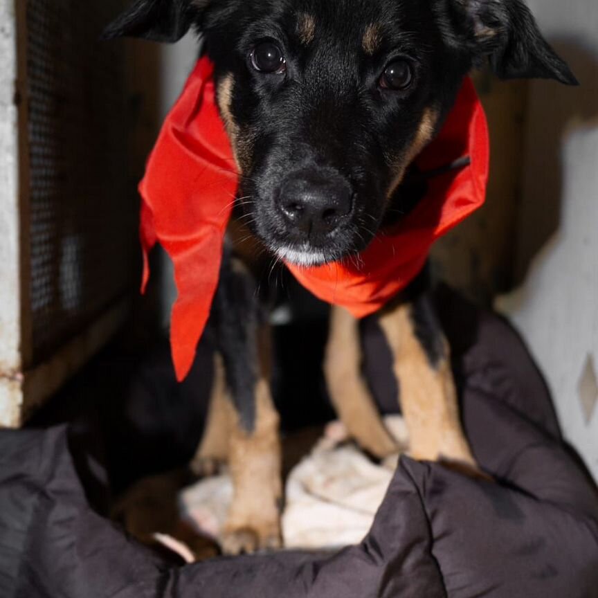 Щенок Варя небольшой породы в добрые руки бесплатн