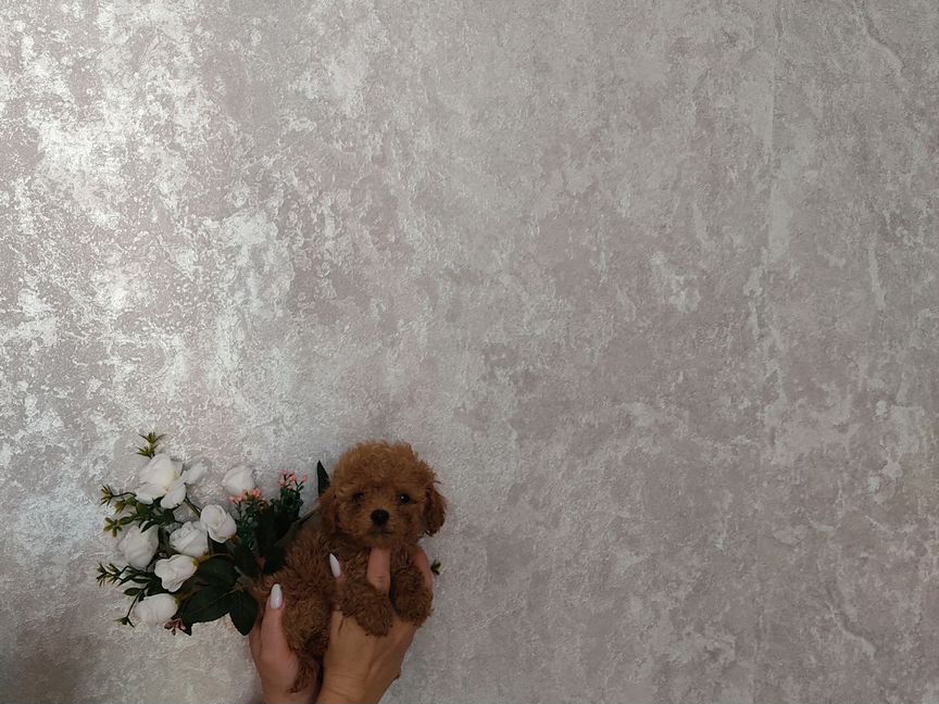 Щенки мальтипу f1 мини москва