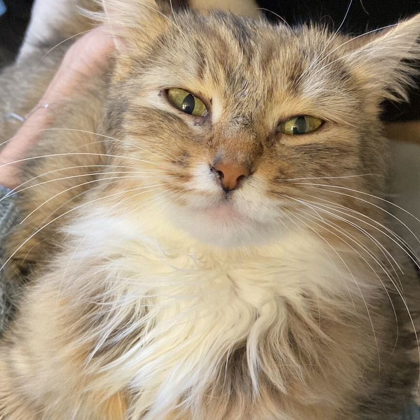 Отдам бесплатно котят в добрые руки