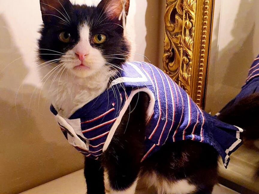 Котенок-девочка ищет дом