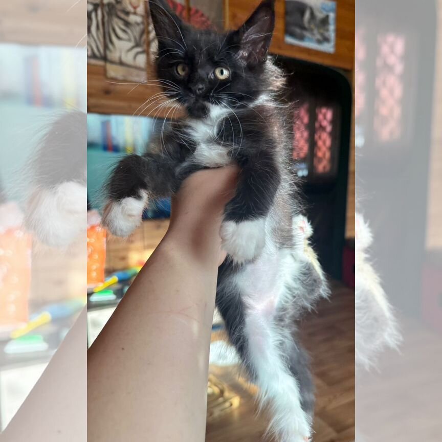 Мейн-кун котёнок