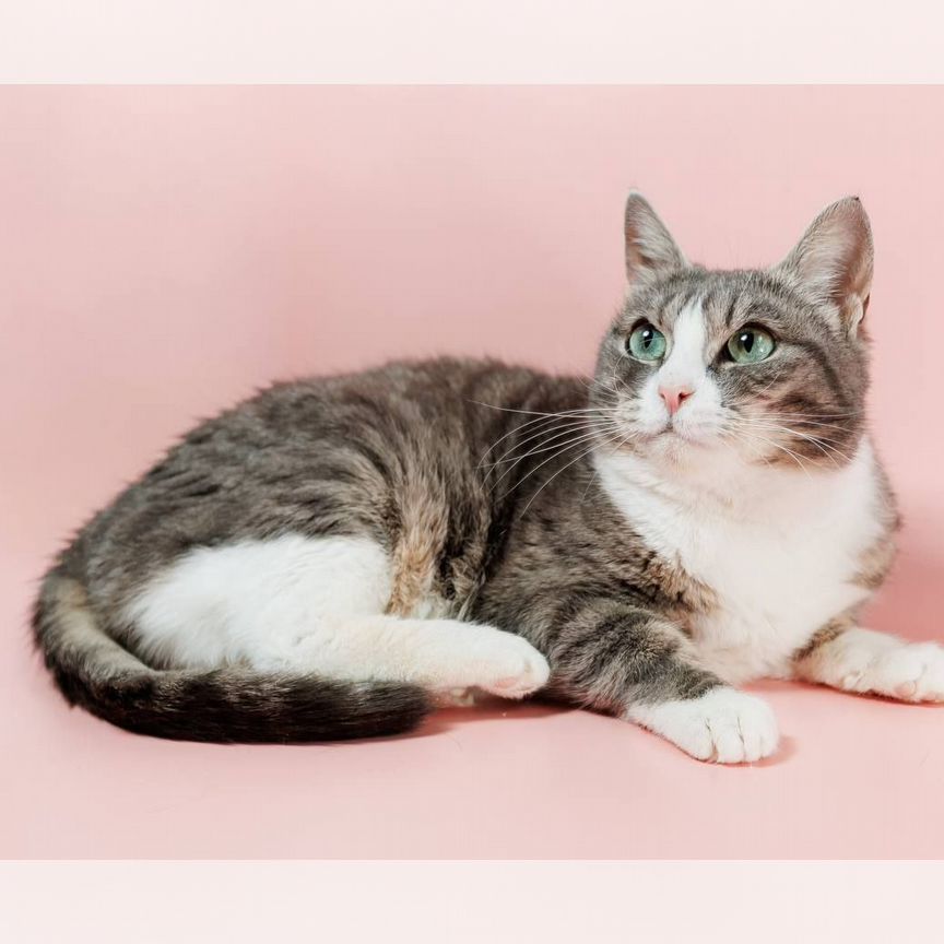 Взрослая, кошка в добрые руки