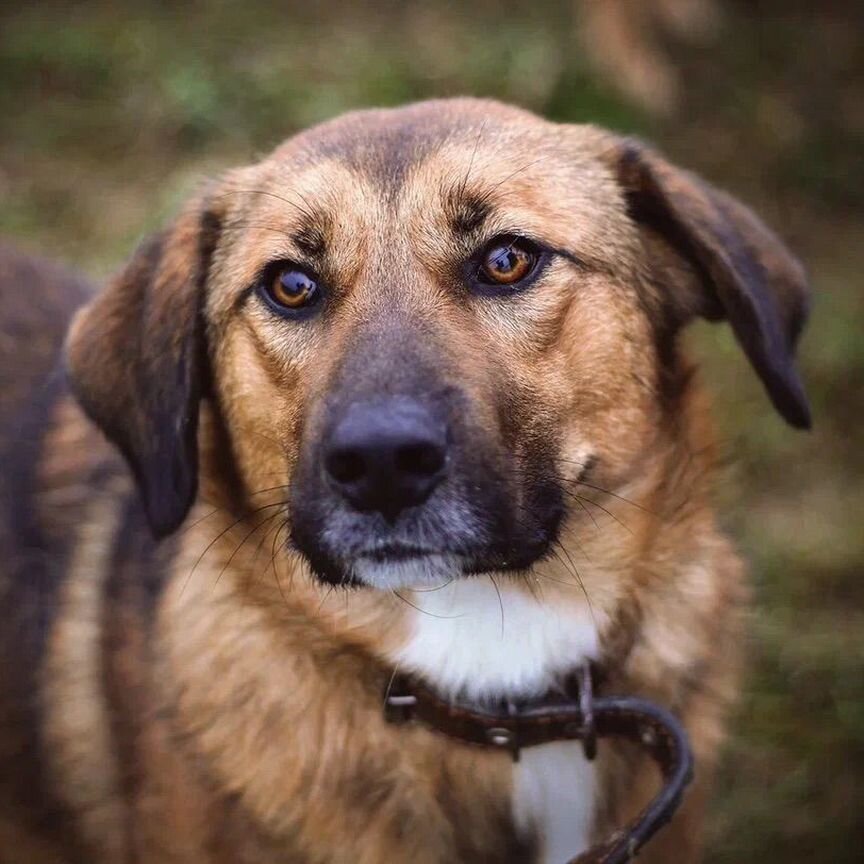 Собака в добрые руки