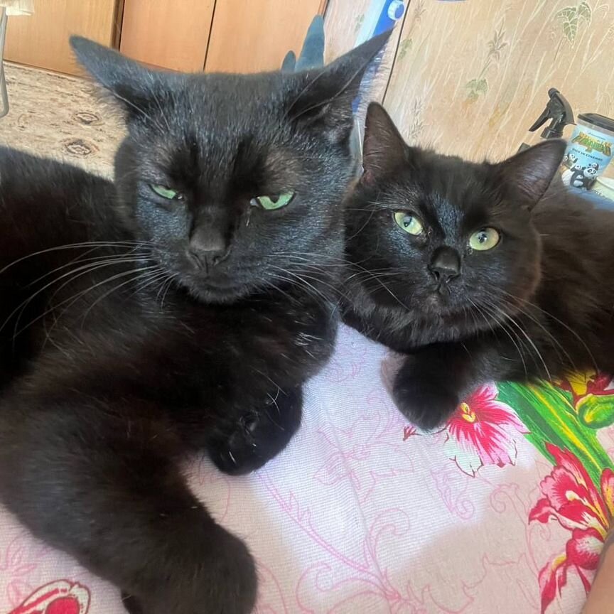 Отдам кота и кошку в добрые руки