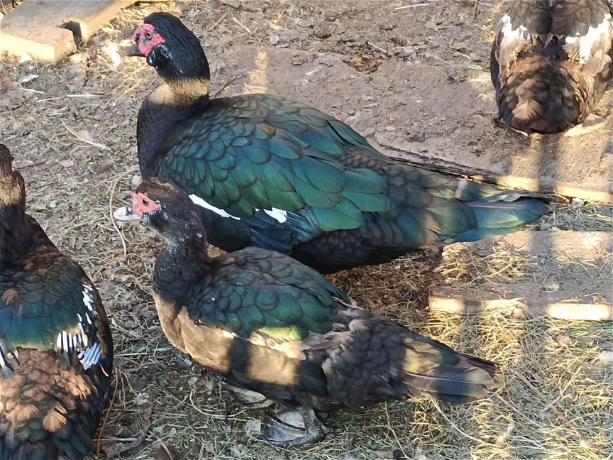 Мускусные утки тяжелые линии